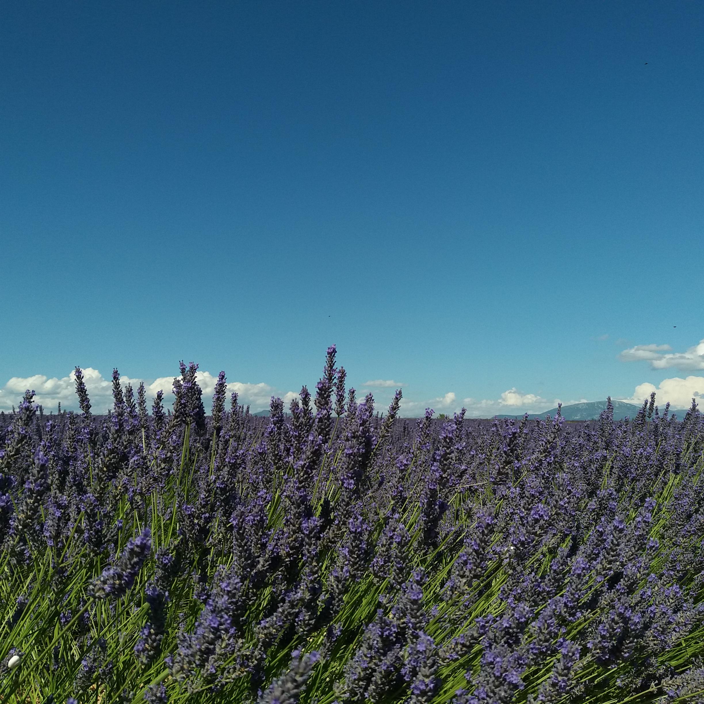 Le Plateau de Valensole à Valensole | Alpes de Haute Provence Tourisme