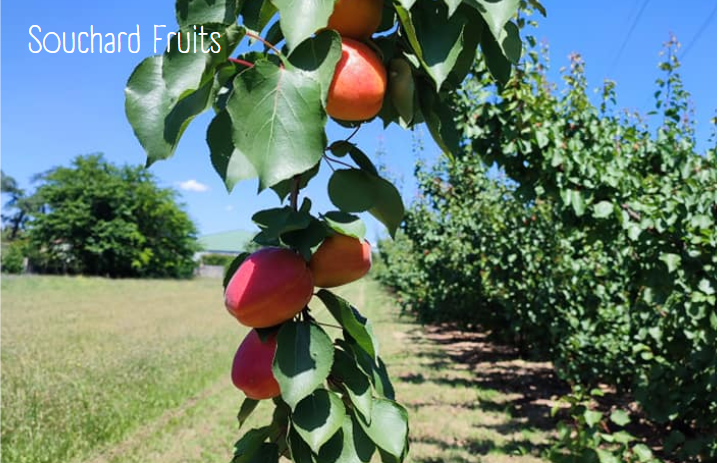 Souchard Fruits - La Drôme Tourisme