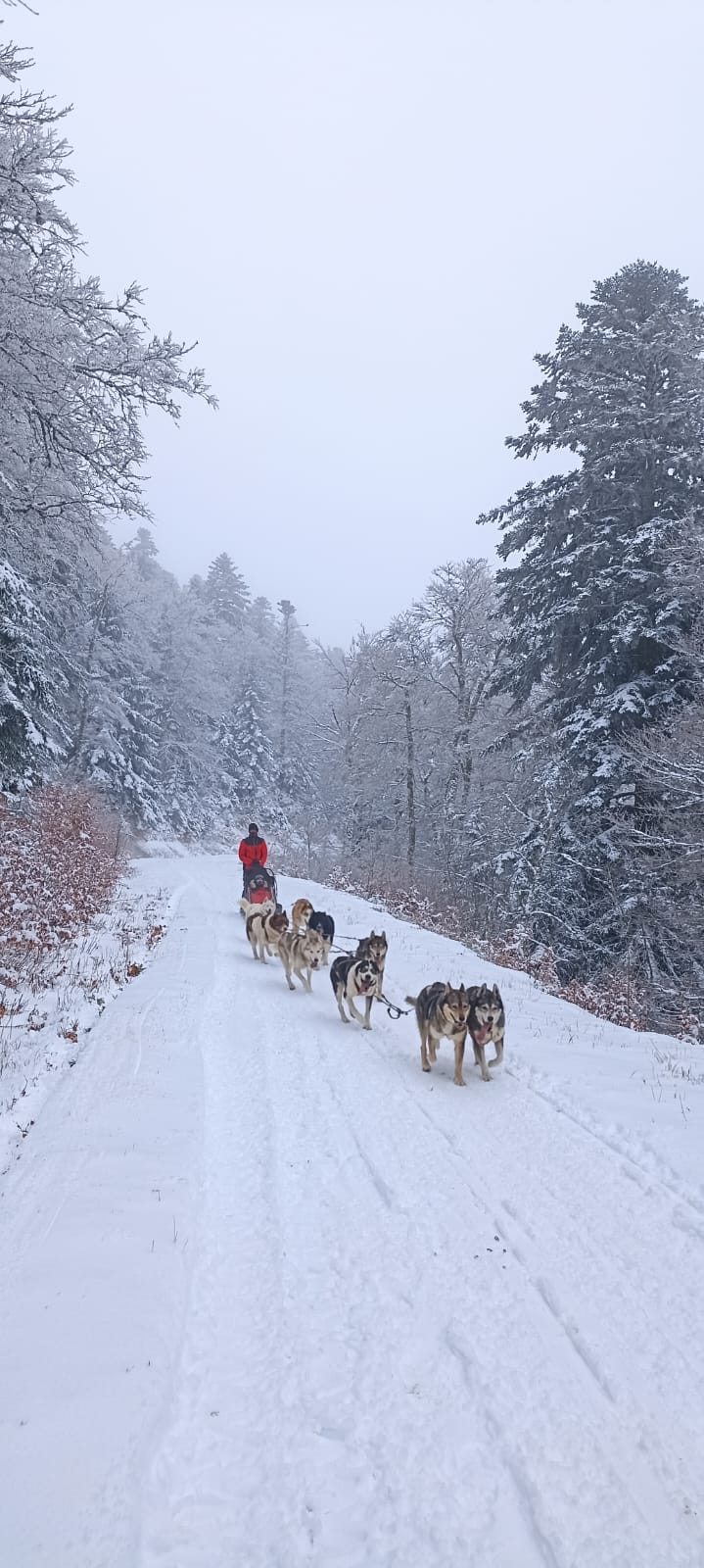 Triskel Wolf Lénada - La Drôme Tourisme