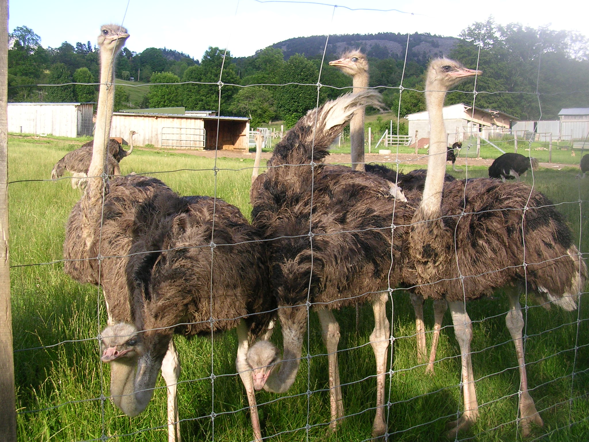 Les Autruches de la Tortue • Sucs & Loire Tourisme