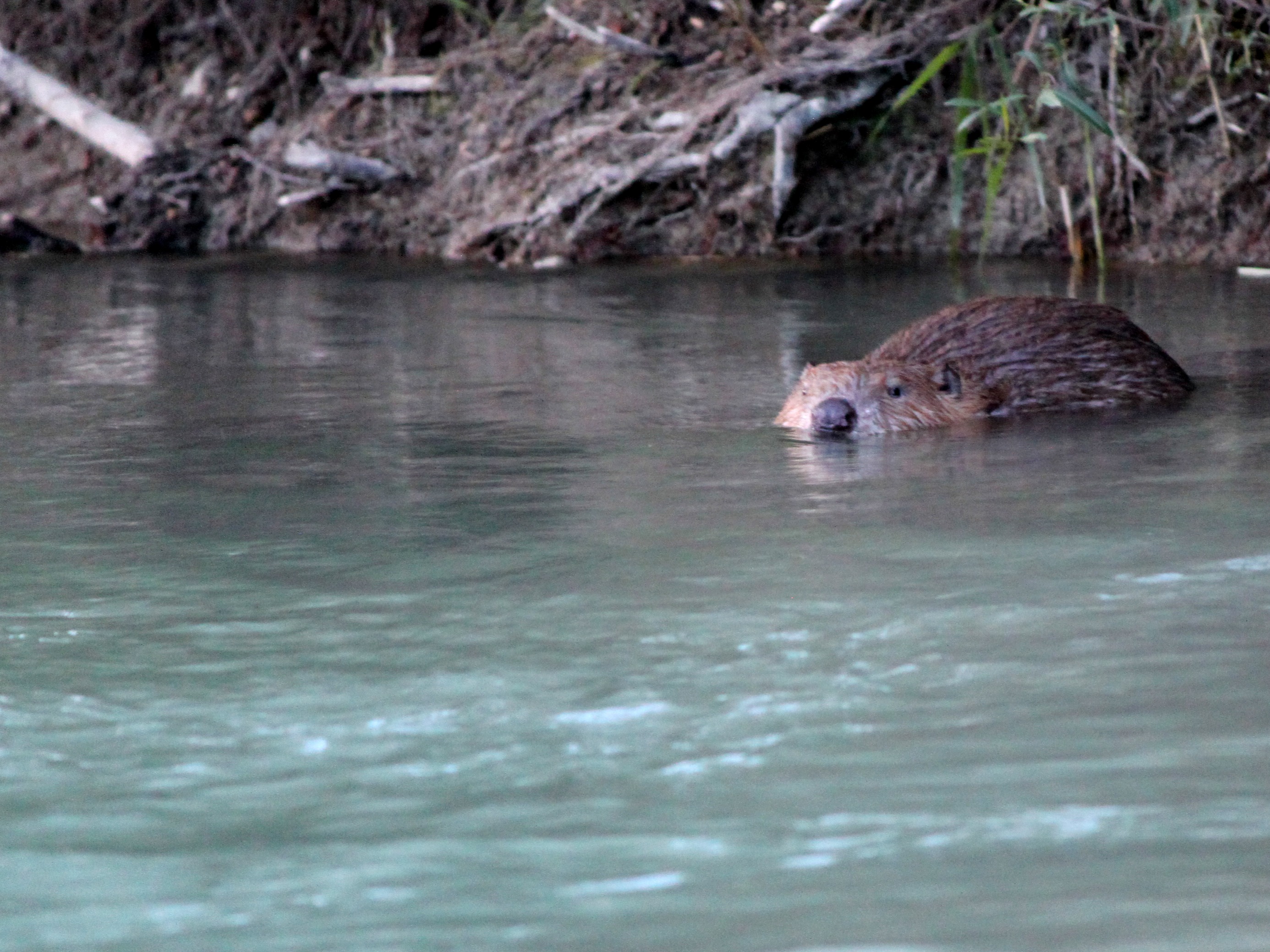 Rand’Eau à l’affût des castors et du petit monde des ruisseaux avec ...