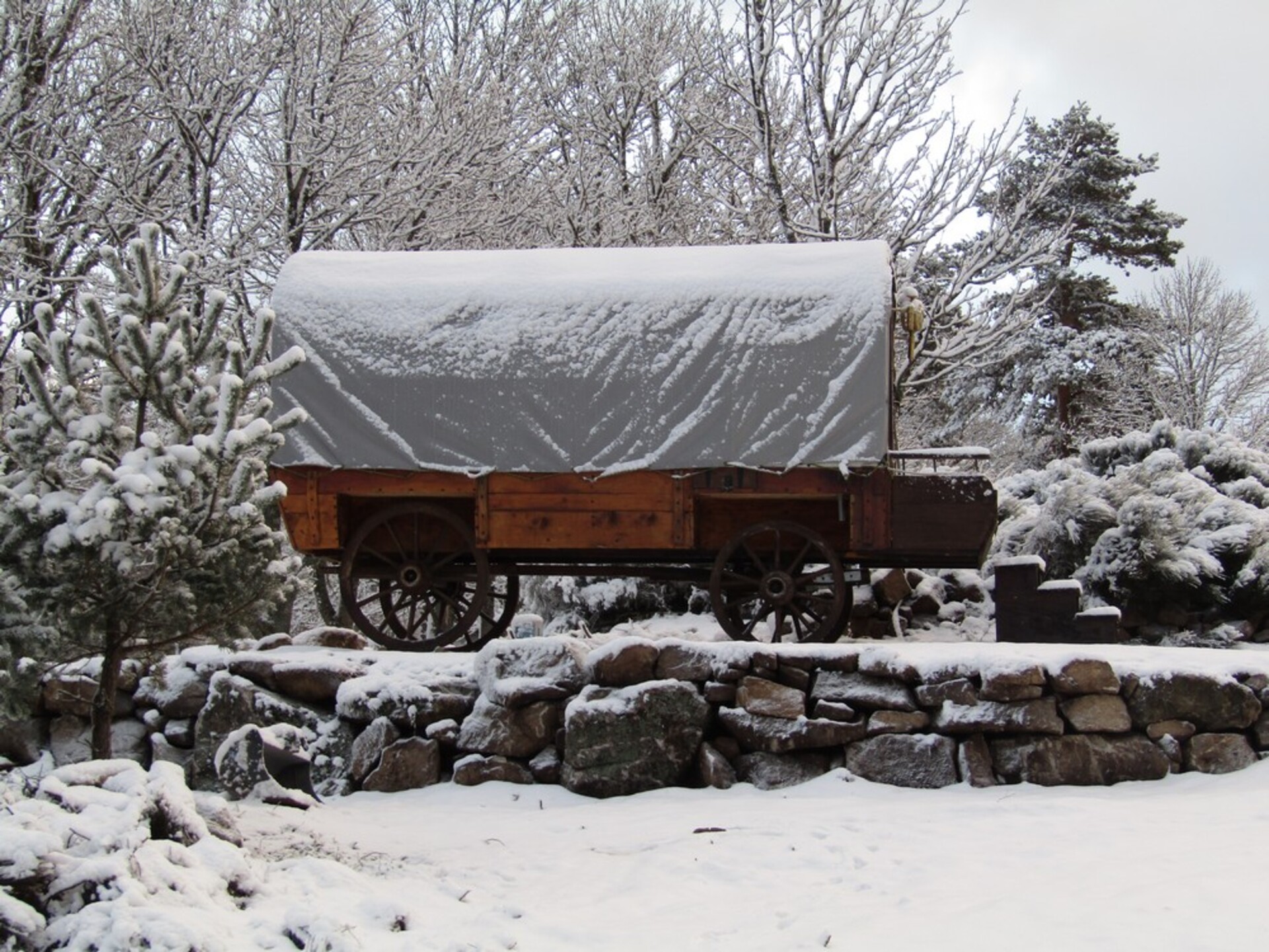 Calèche western Bergerie du Plateau - Auvergne-Rhône-Alpes Tourisme