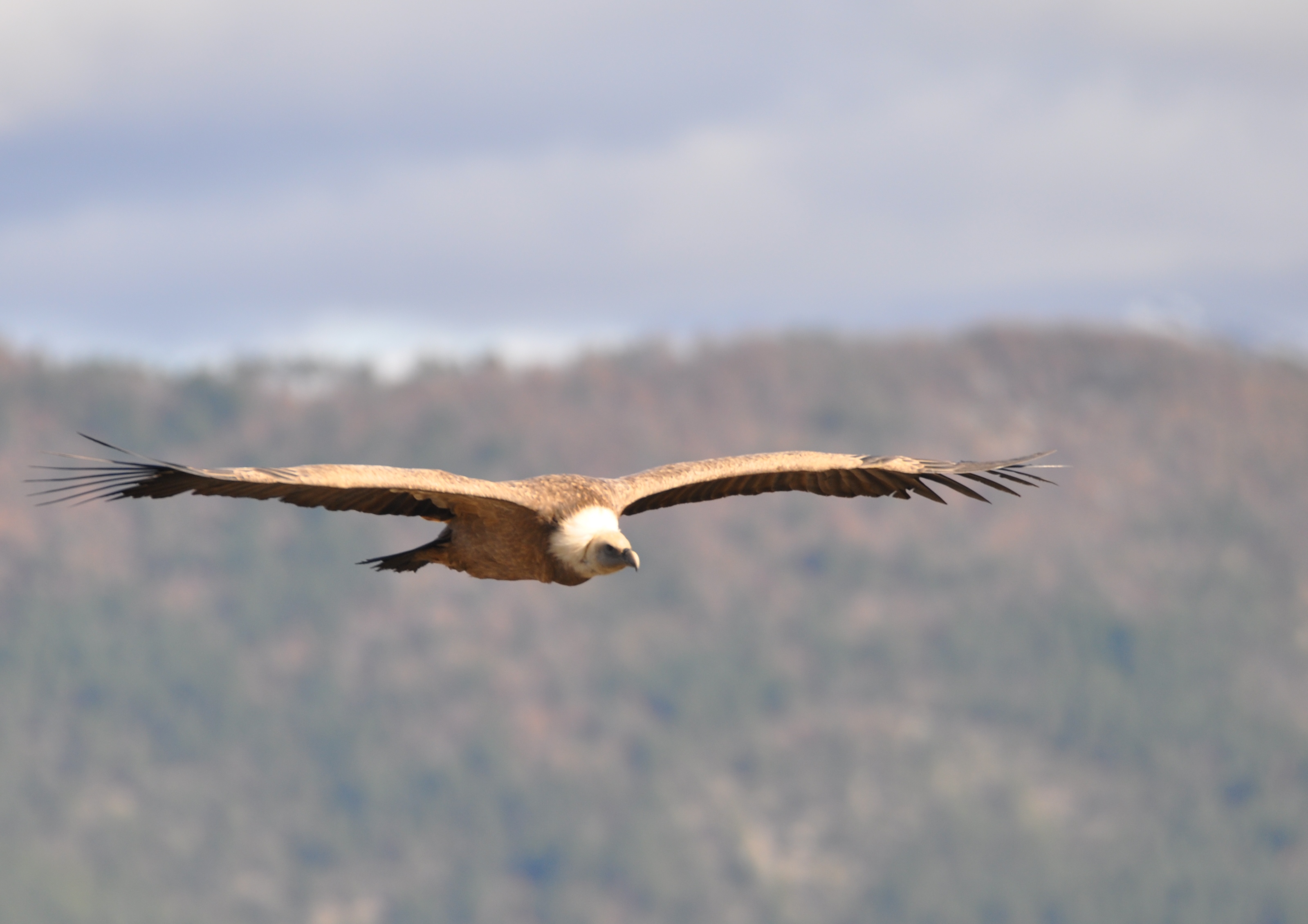 Vultures Museum - La Drôme Tourisme