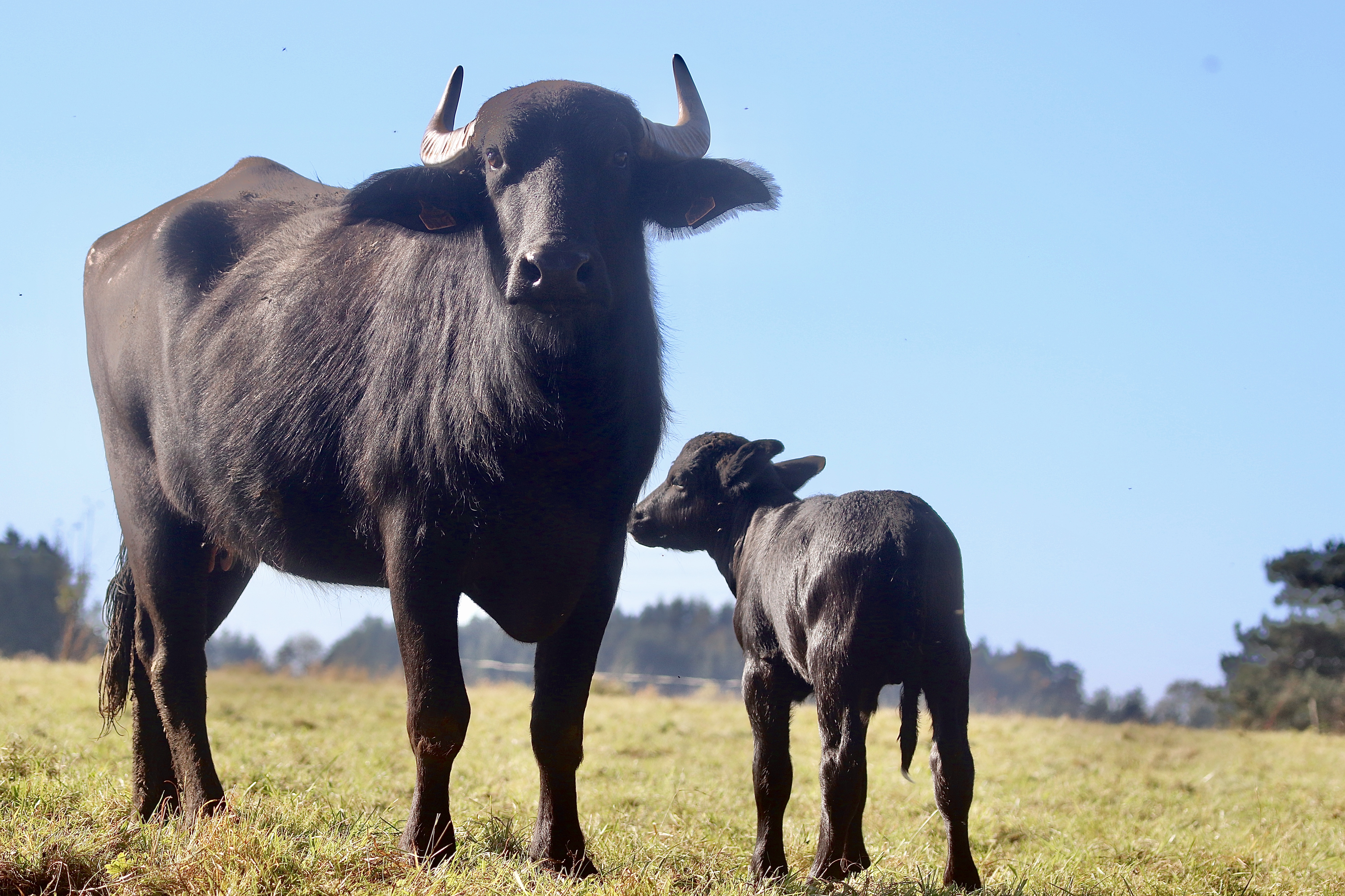 Ferme du Brin d’Auvergne • Sucs & Loire Tourisme