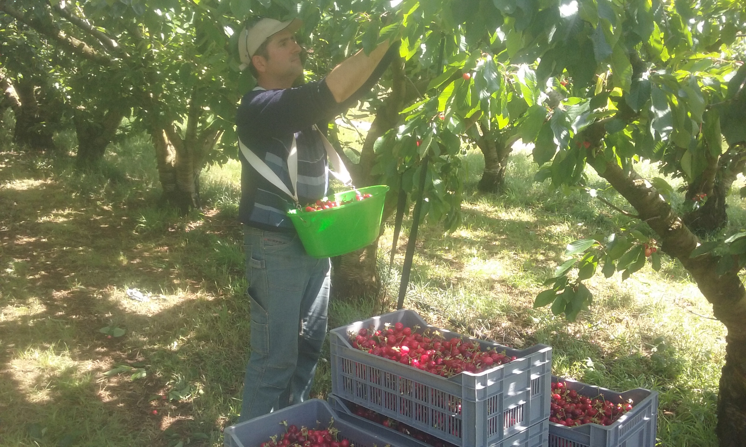 Asencio – Arboriculteur et maraîcher - La Drôme Tourisme
