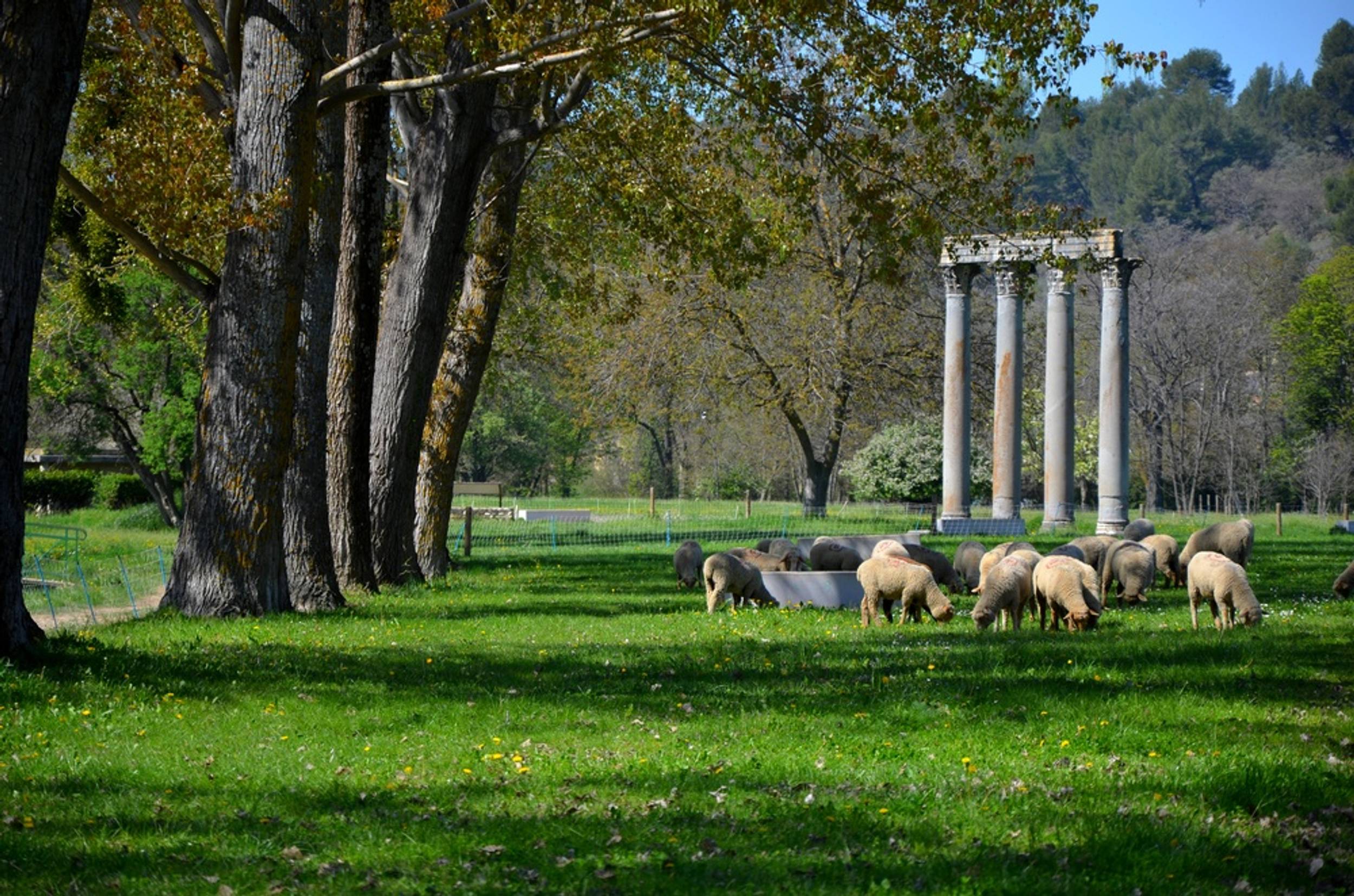 RIEZ - Les Colonnes Romaines, Itinéraire de randonnée pédestre à Riez ...