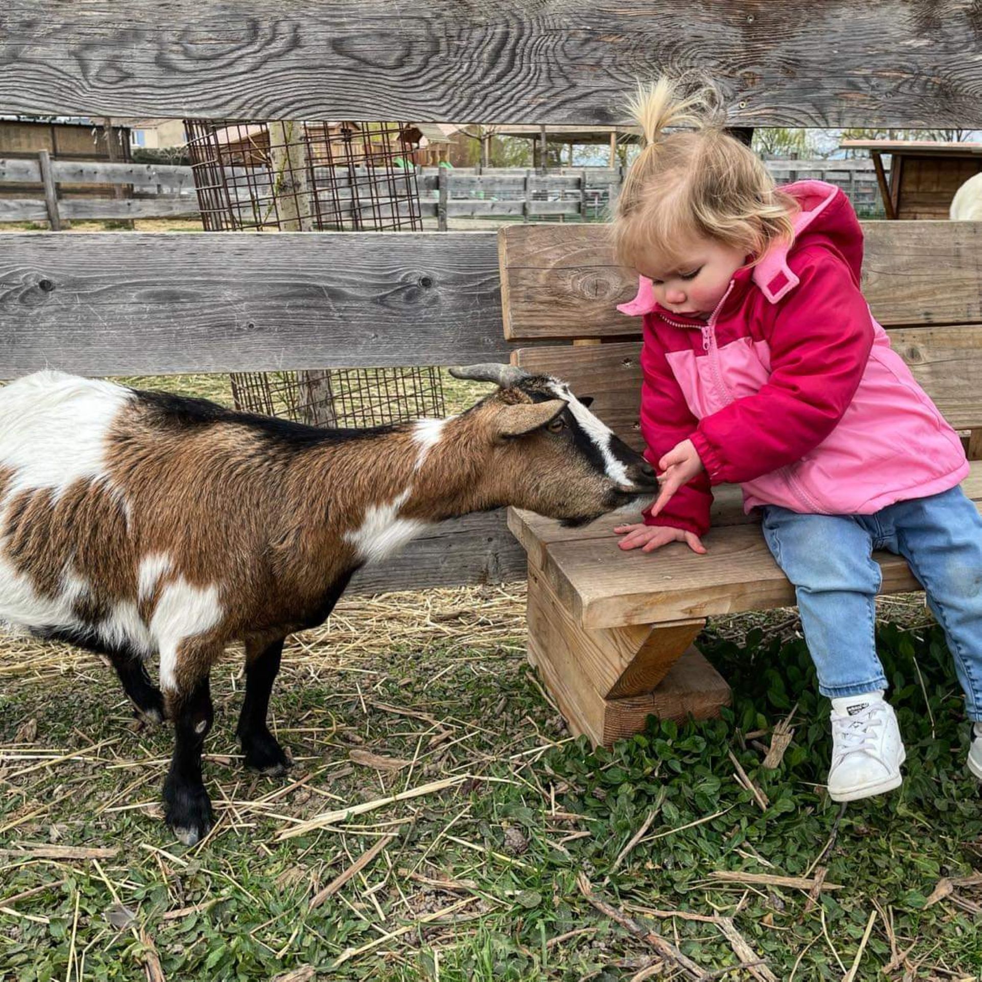 Farm: Au bonheur des animaux - La Drôme Tourisme