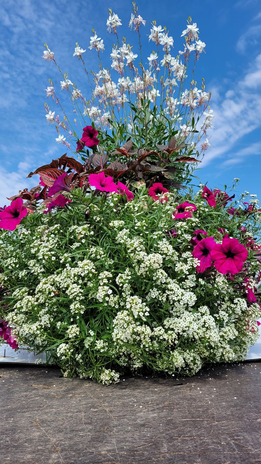 Florisy – Plants de fleurs et légumes - La Drôme Tourisme