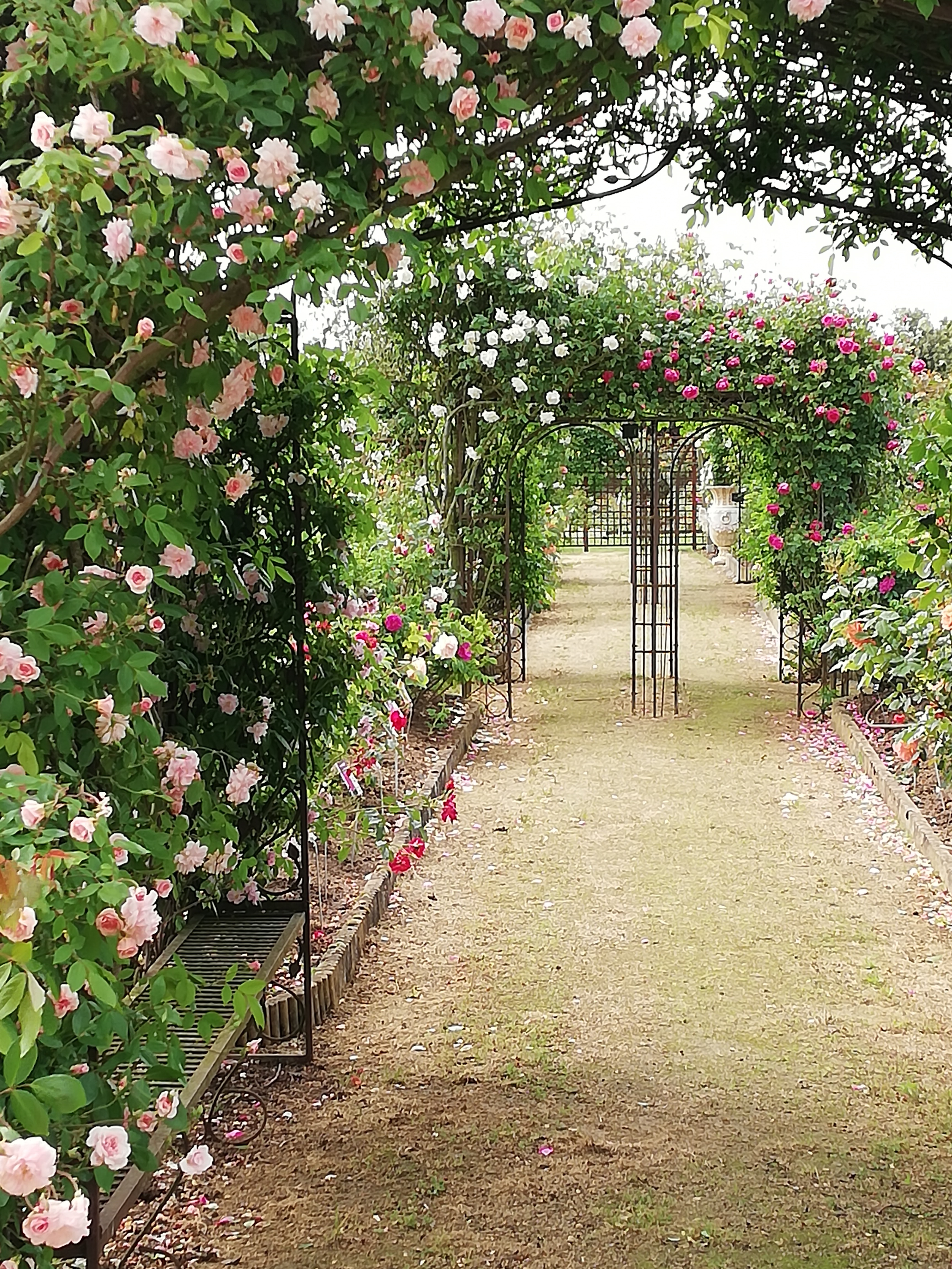 Terre de Rose Distillery Rose garden - Saumur Loire Valley Tourism