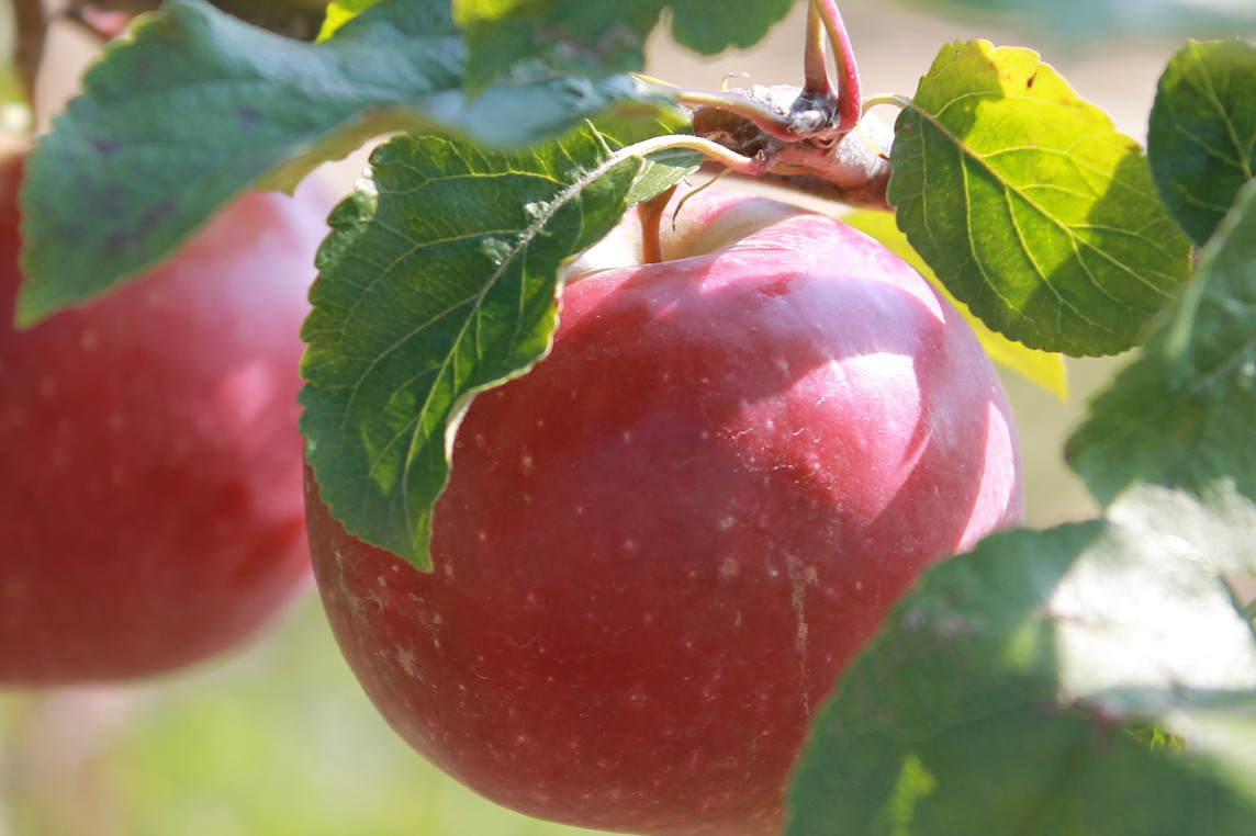 Comptoir des Pommes - La Drôme Tourisme