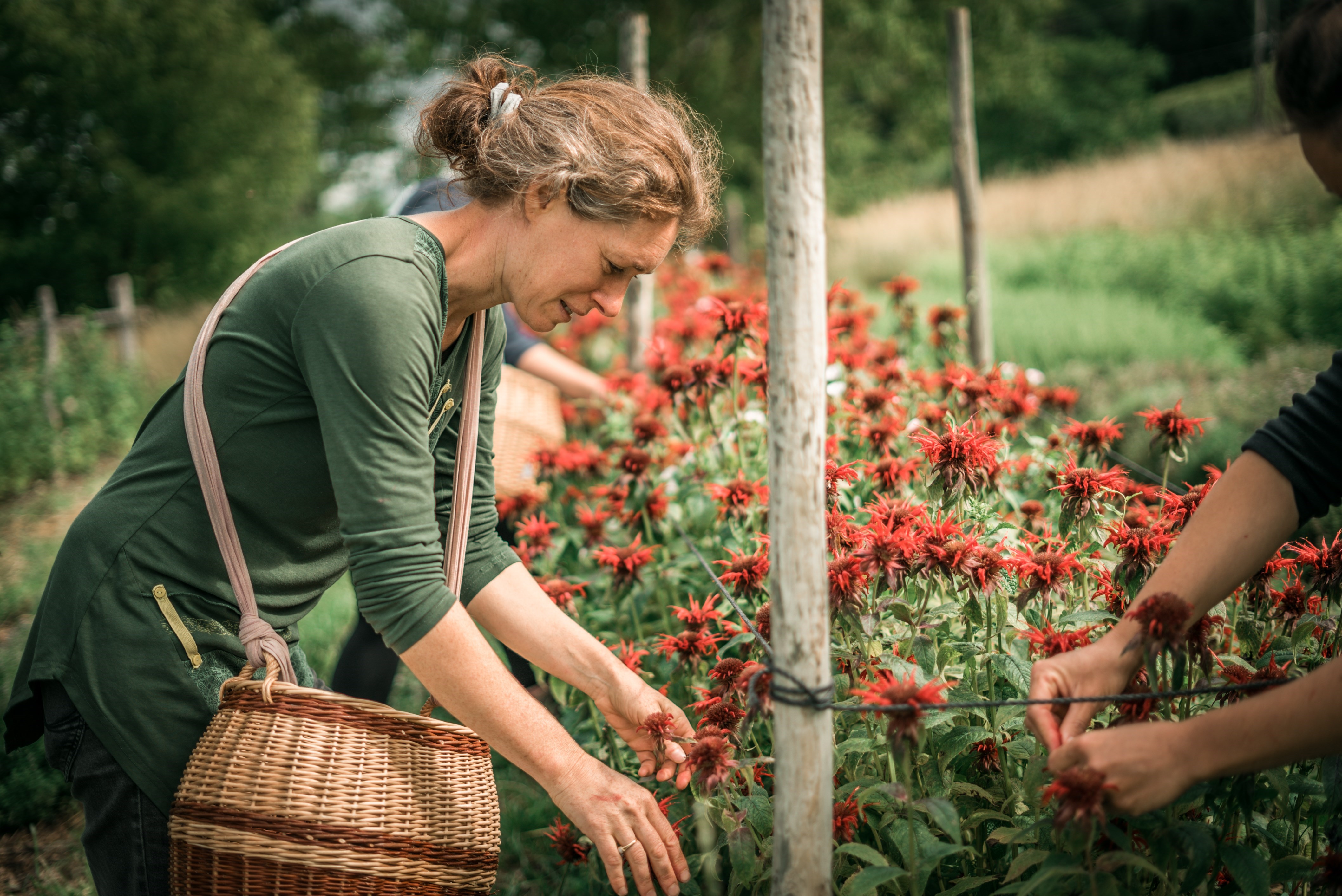 Etoile Verte - Spirulina | Aix les Bains Riviera des Alpes