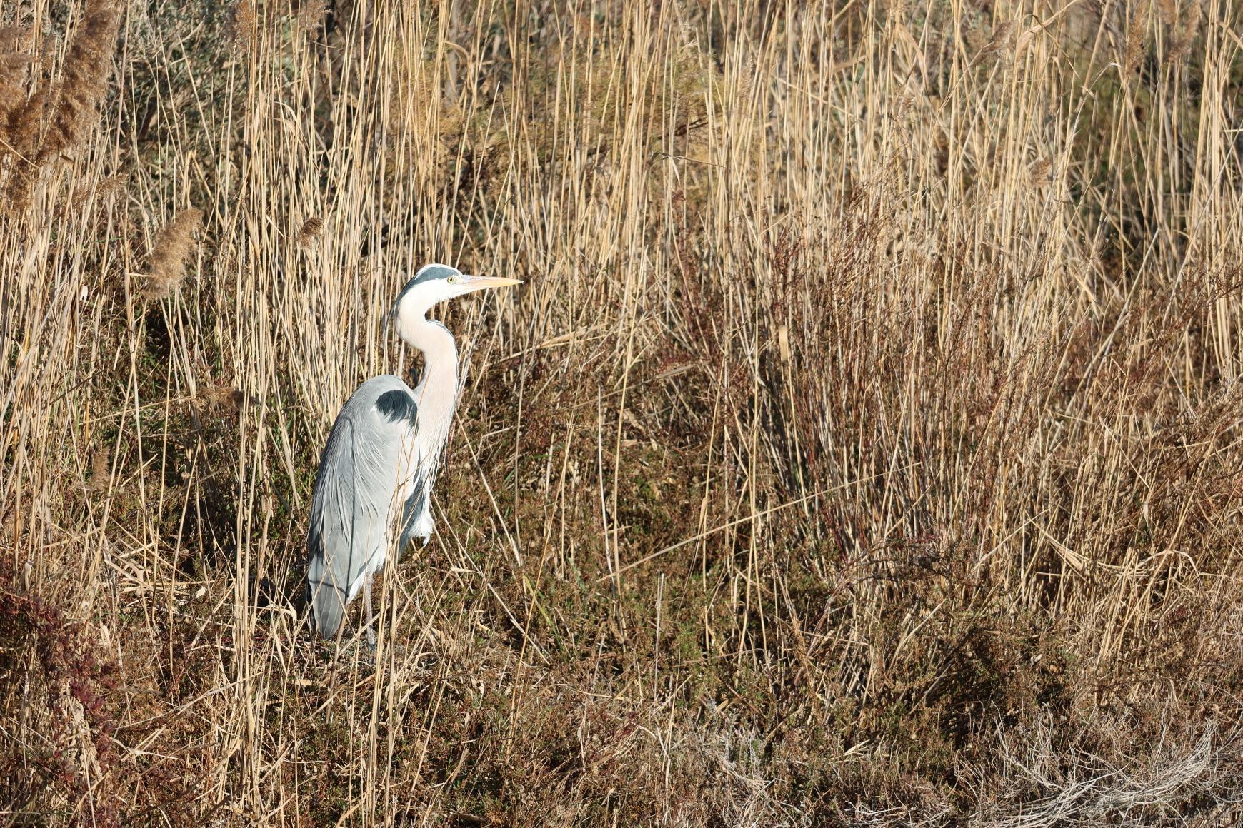 Exposition "Découverte du Marais de Beauchamp et du Marais du Cassaïre ...