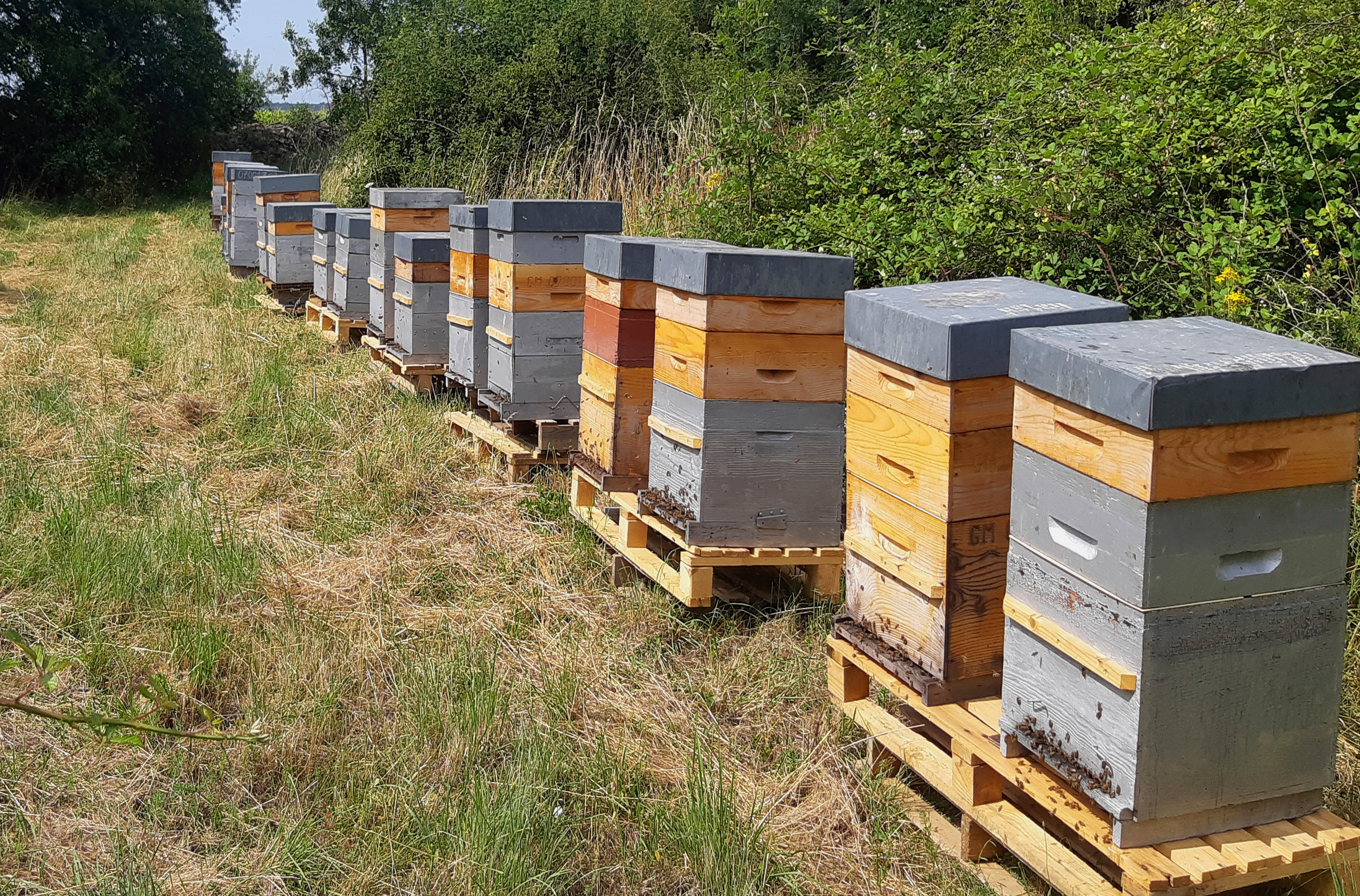 Apiculture – Miel du Tanargue – Grégory Michel - Auvergne-Rhône-Alpes ...