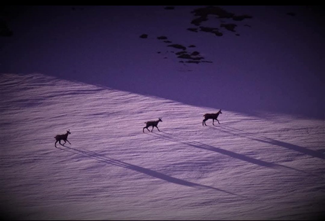 Discovery hikes in Valfréjus - Auvergne-Rhône-Alpes Tourisme