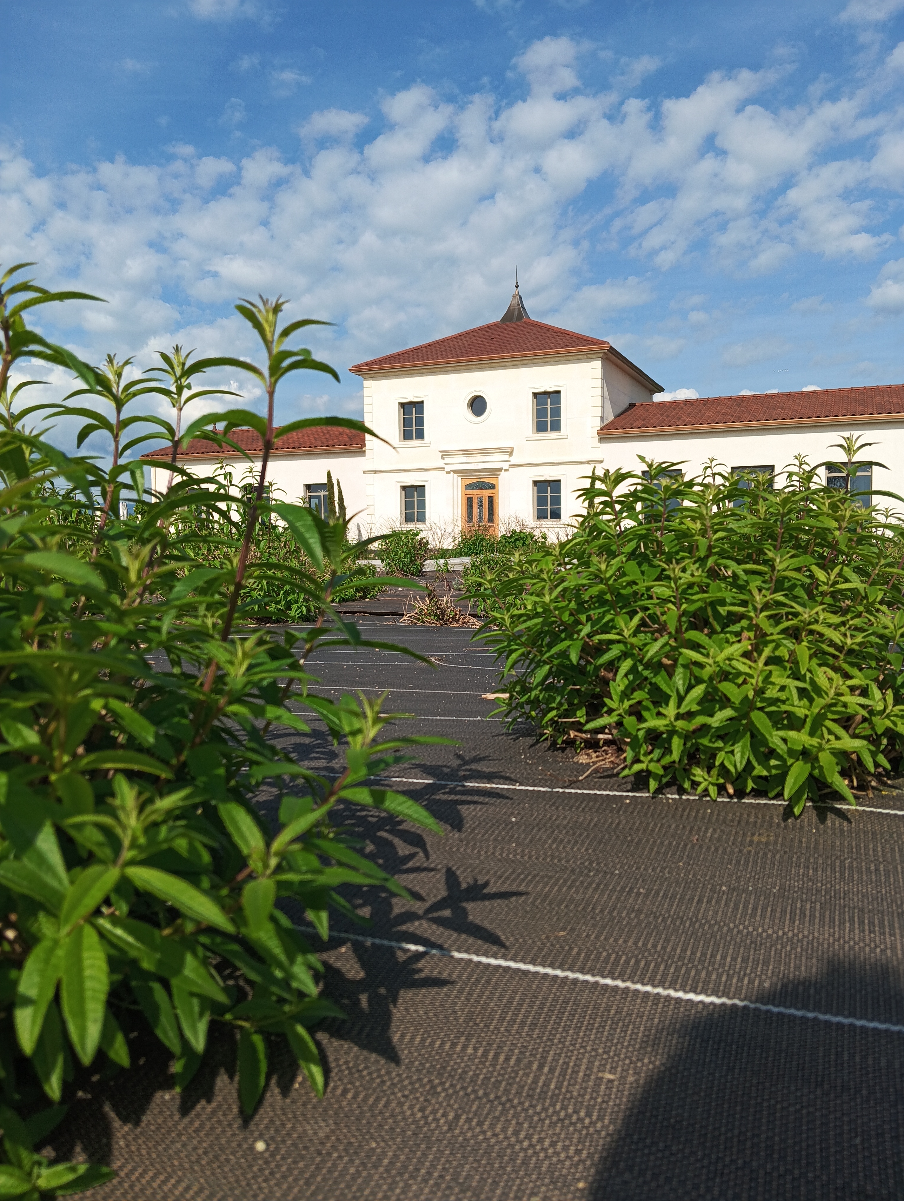 Verveine du Forez – Maison Forissier - Auvergne-Rhône-Alpes Tourisme