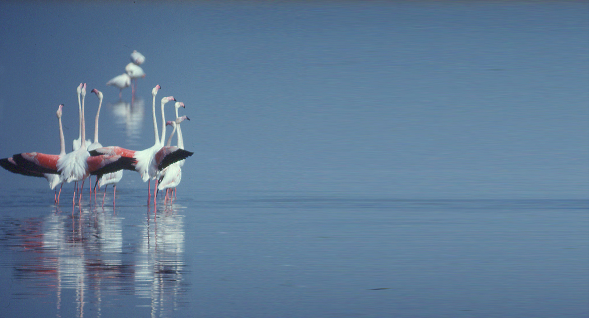 Le label RAMSAR et les zones humides : historique et perspectives ...