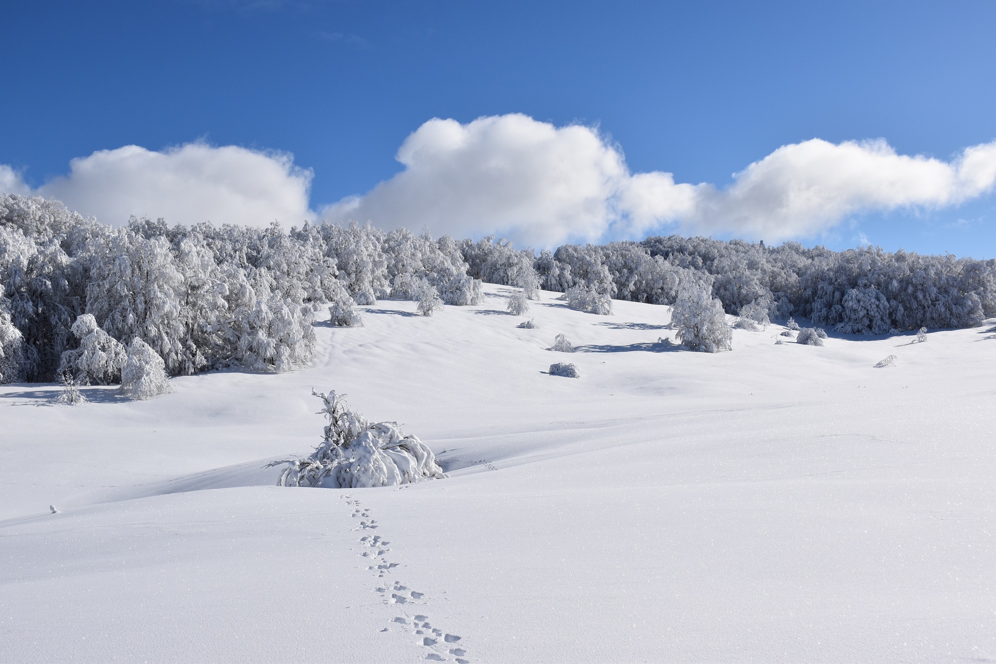 Snowshoeing trail on Plateau de Retord R10 | Plateau de Retord