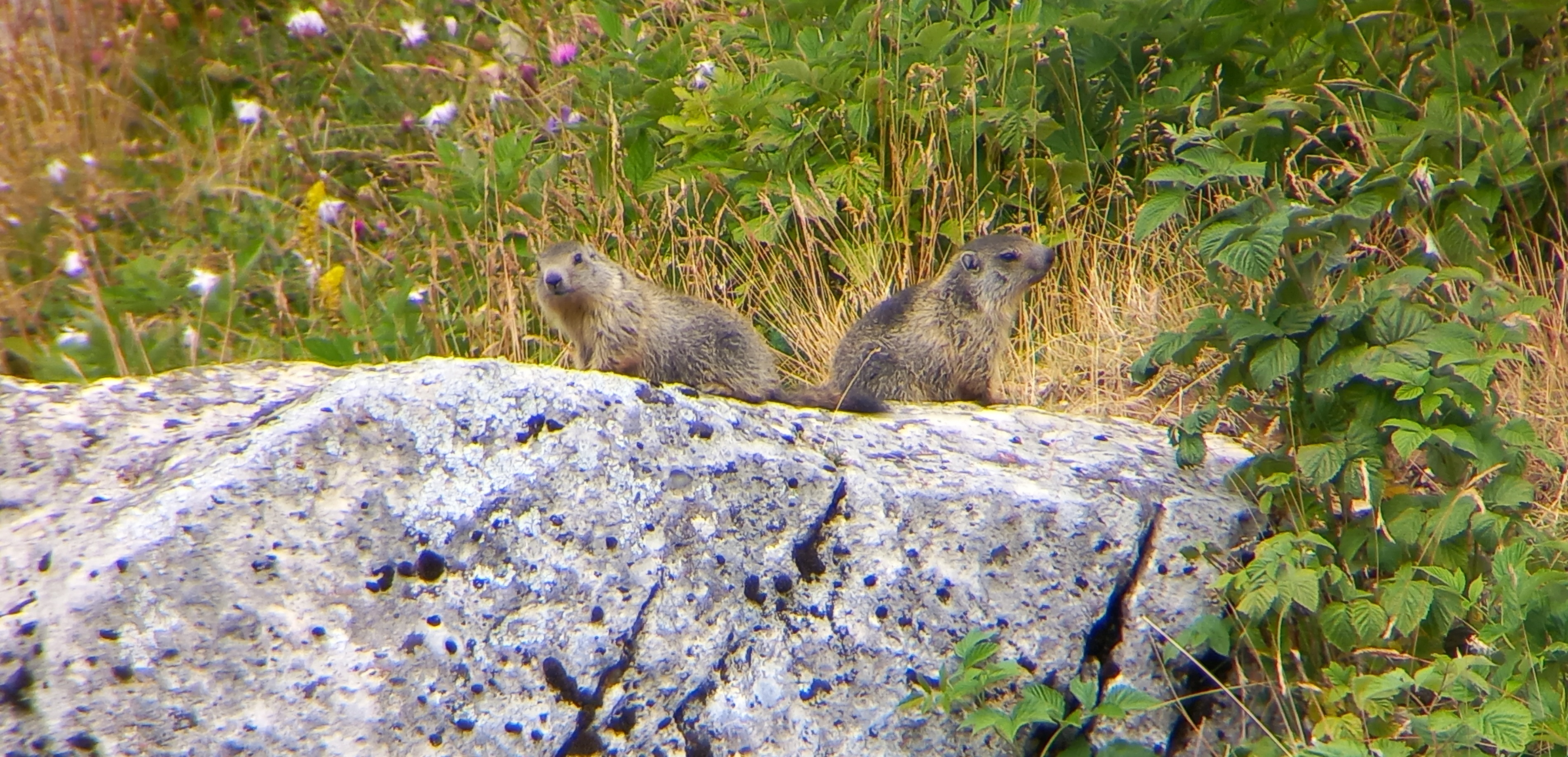 Hiking Meet the Alpine Marmot with Christophe Pelet - La Drôme Tourisme